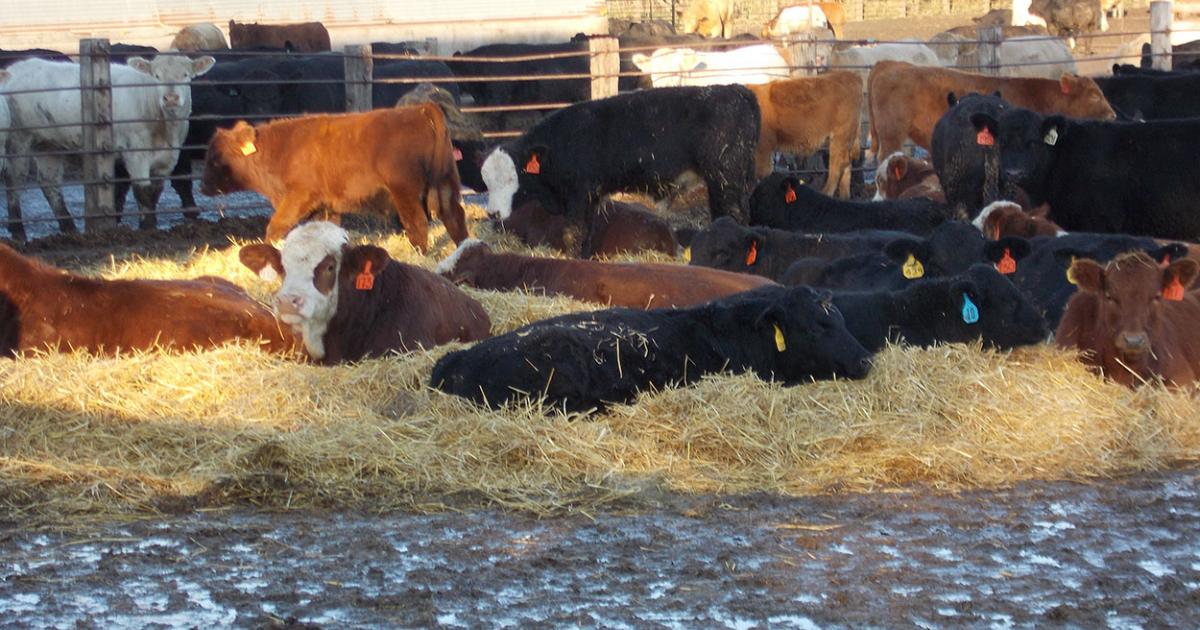 Fact Sheets - Verified Beef Production Plus
