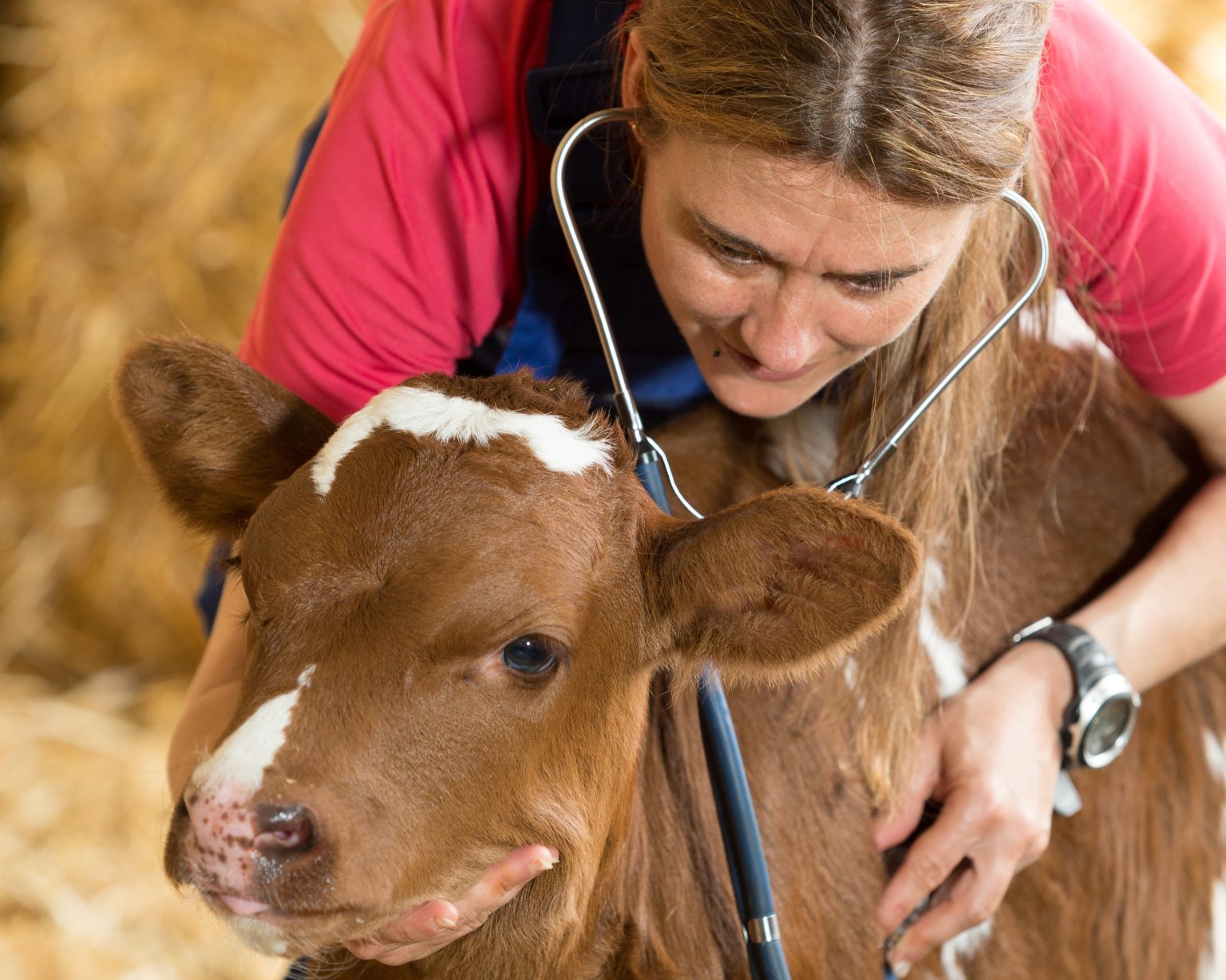 Fact Sheets – Verified Beef Production Plus